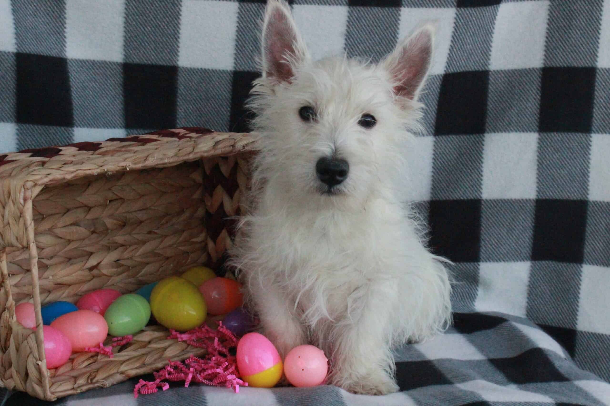 Spike - White Male Puppy | Hickory Lane Puppy